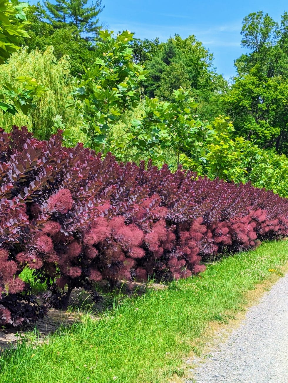 Smoke Tree | Guardian Landscape Smoke Tree Information